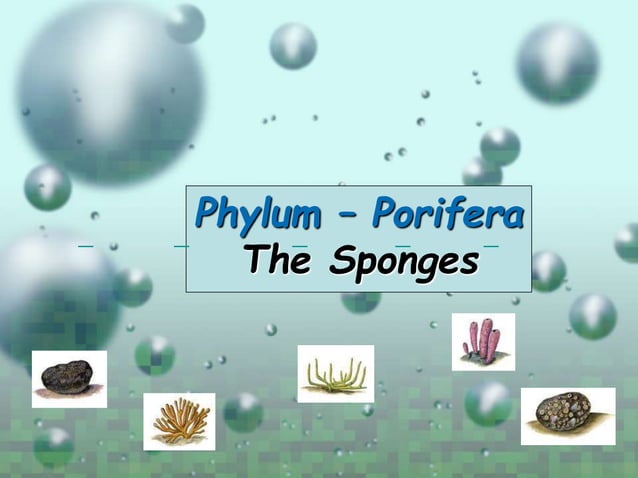 Porifera_classification.ppt