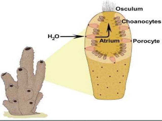 Porifera_classification.ppt