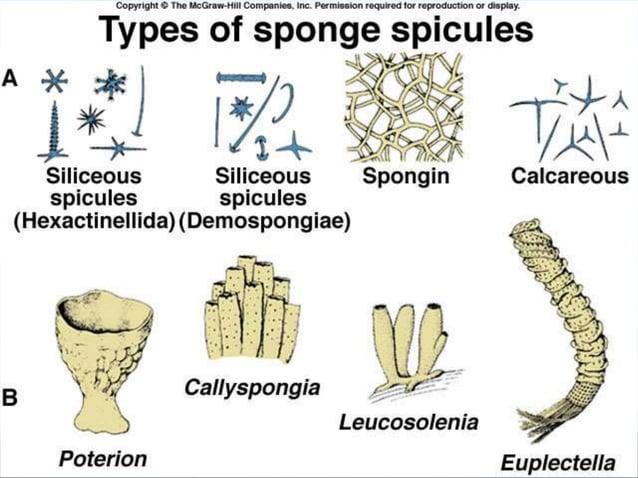 Porifera_classification.ppt