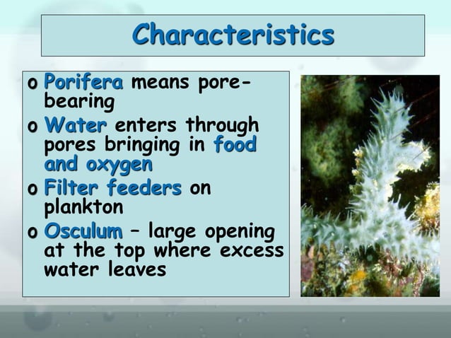 Porifera_classification.ppt