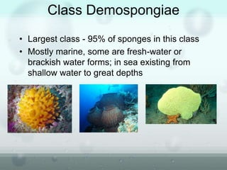 Class Demospongiae