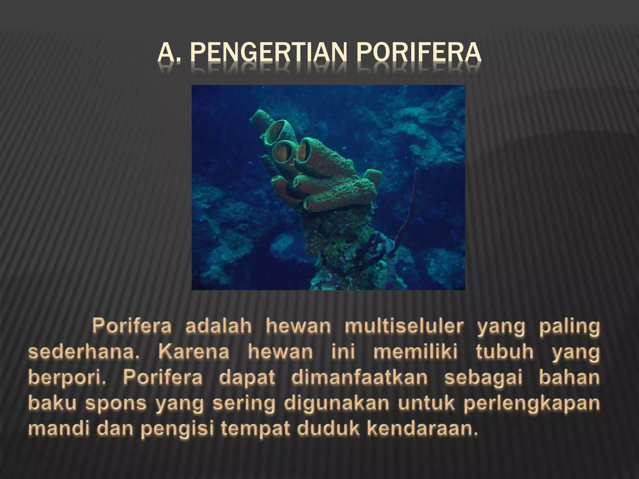 Porifera dan Coelenterata | PPT