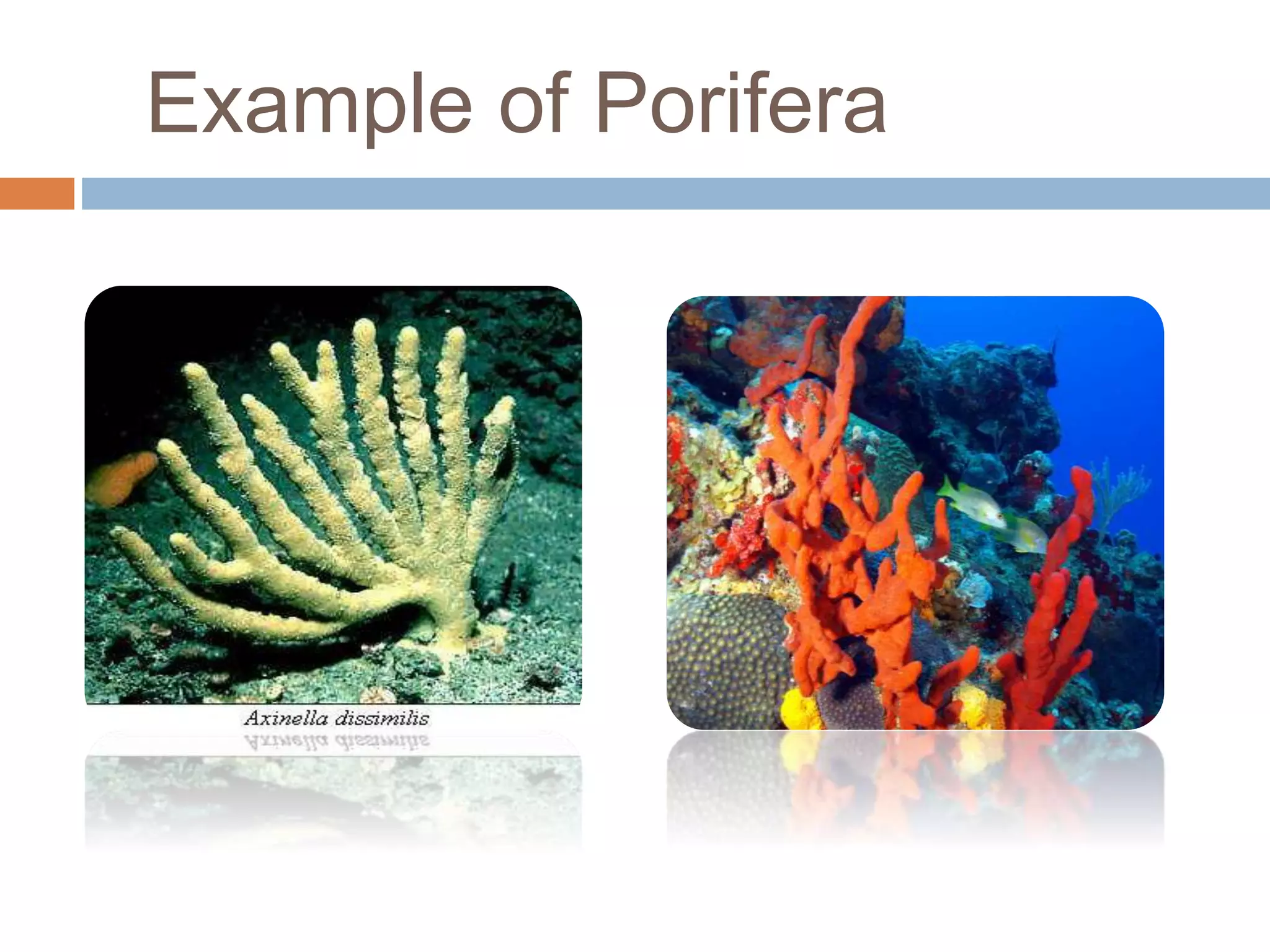 Clear concept Of porifera phylum | PPTX | Geography | Science