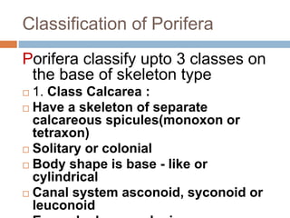 Clear concept Of porifera phylum | PPTX | Geography | Science