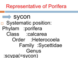 Clear concept Of porifera phylum | PPTX