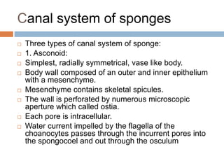 Clear concept Of porifera phylum | PPTX | Geography | Science
