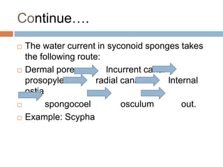 Clear concept Of porifera phylum | PPTX