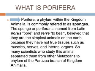 Clear concept Of porifera phylum PPT