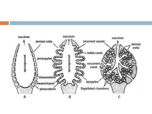 Sponges Porifera Scypha