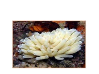 Porifera (hewan spons) | PPT