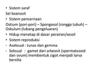 Porifera (hewan spons) | PPTX
