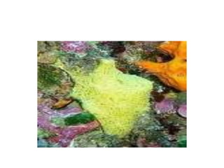 Porifera (hewan spons) | PPT