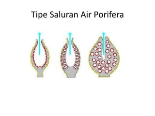 Porifera (hewan spons) | PPTX
