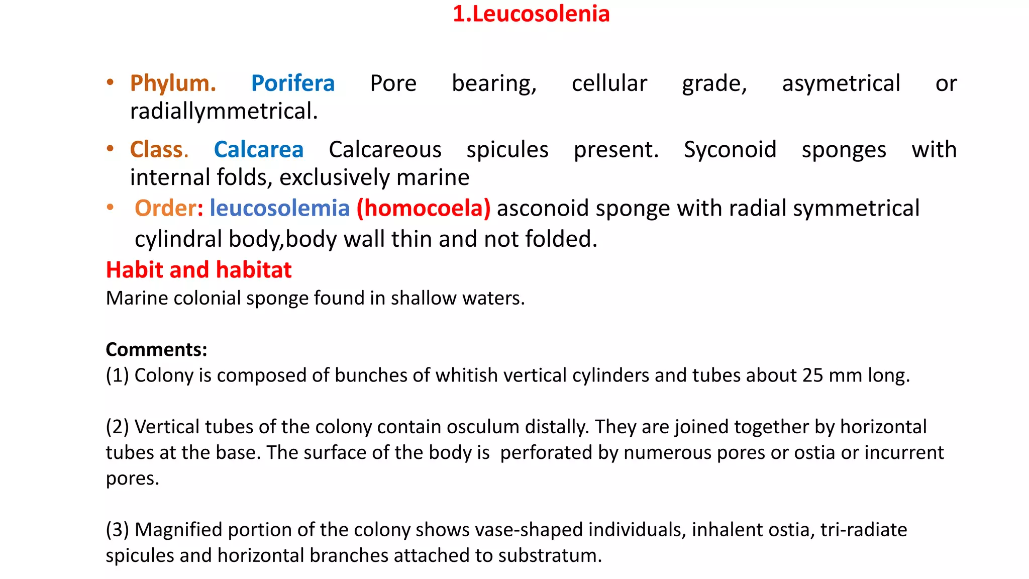 porifera pptx | PPTX