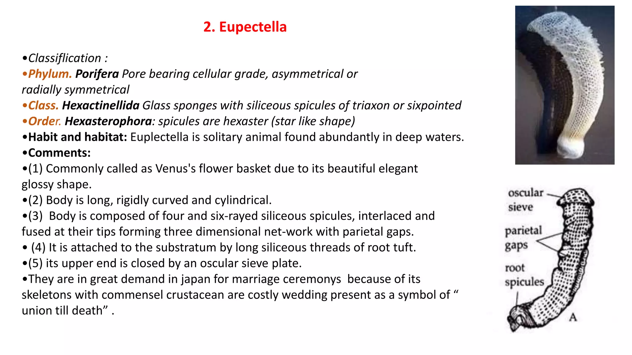 porifera pptx | PPTX