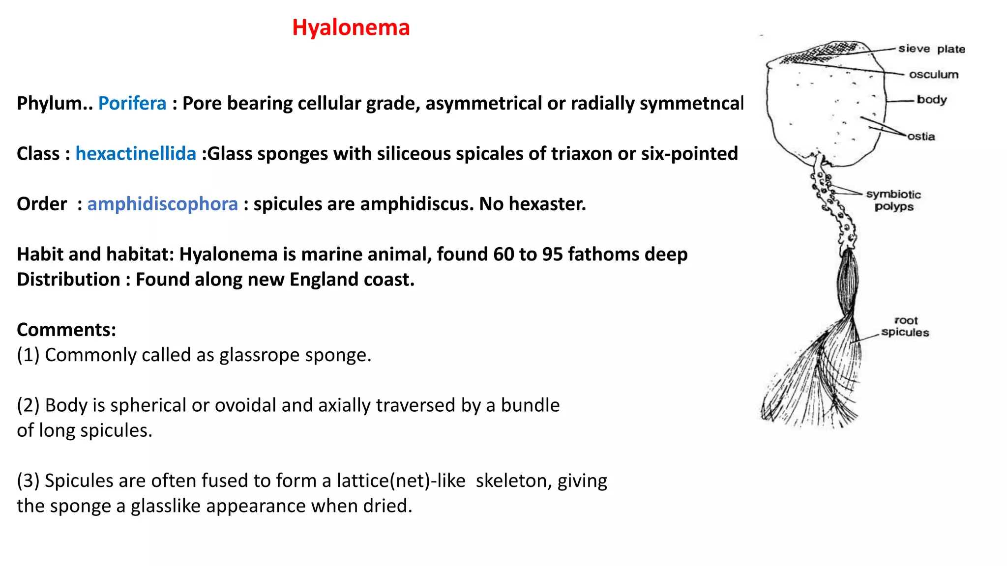porifera pptx | PPTX