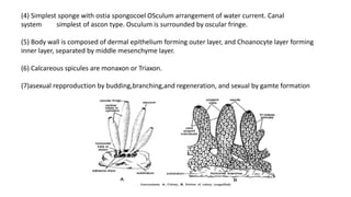 porifera pptx | PPTX