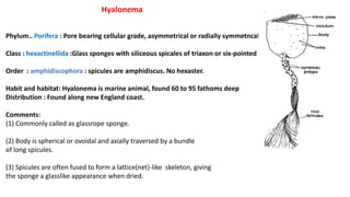 porifera pptx | PPTX