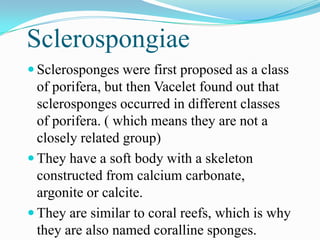 Sclerospongiae