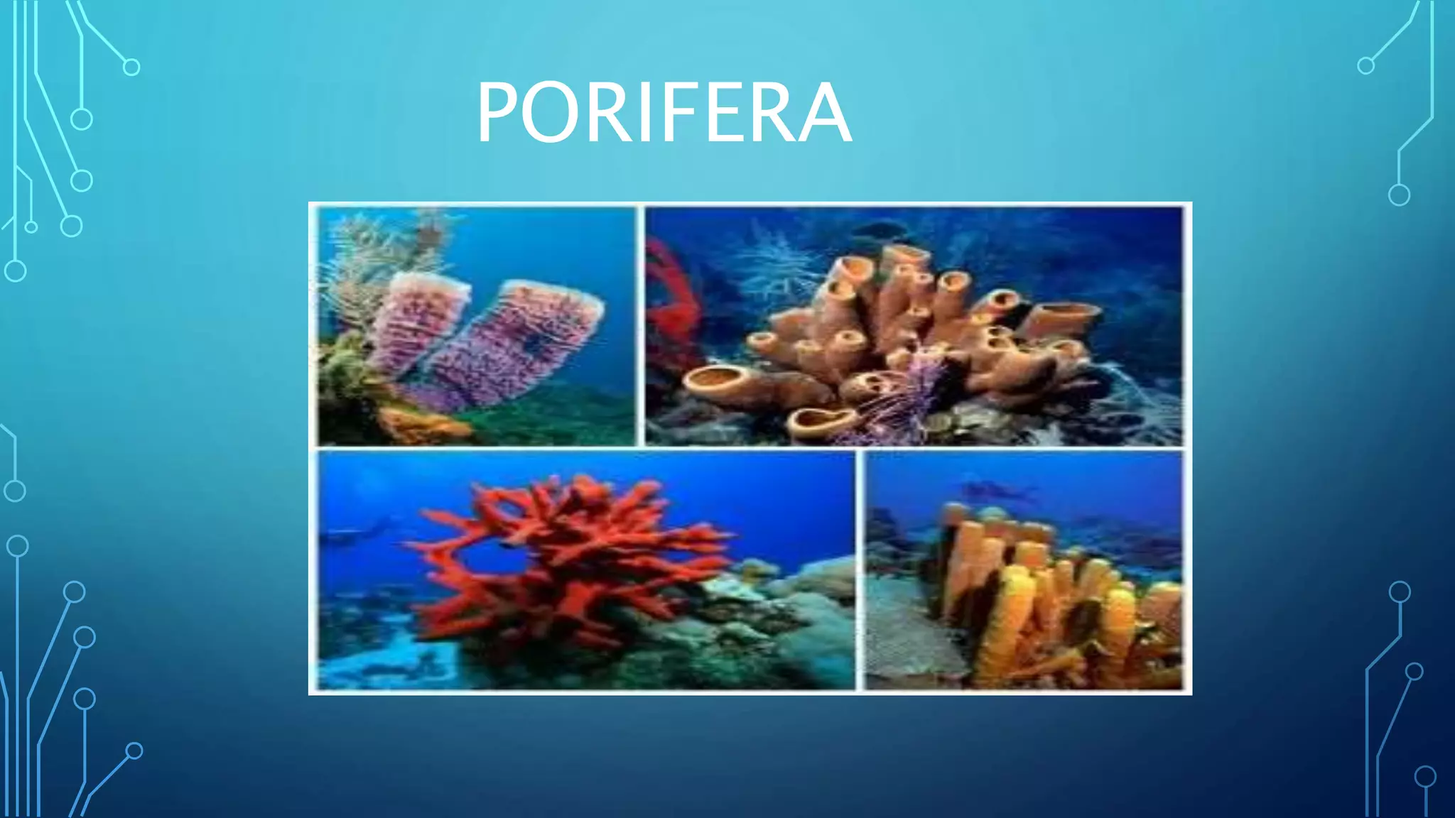 Porifera | PPTX