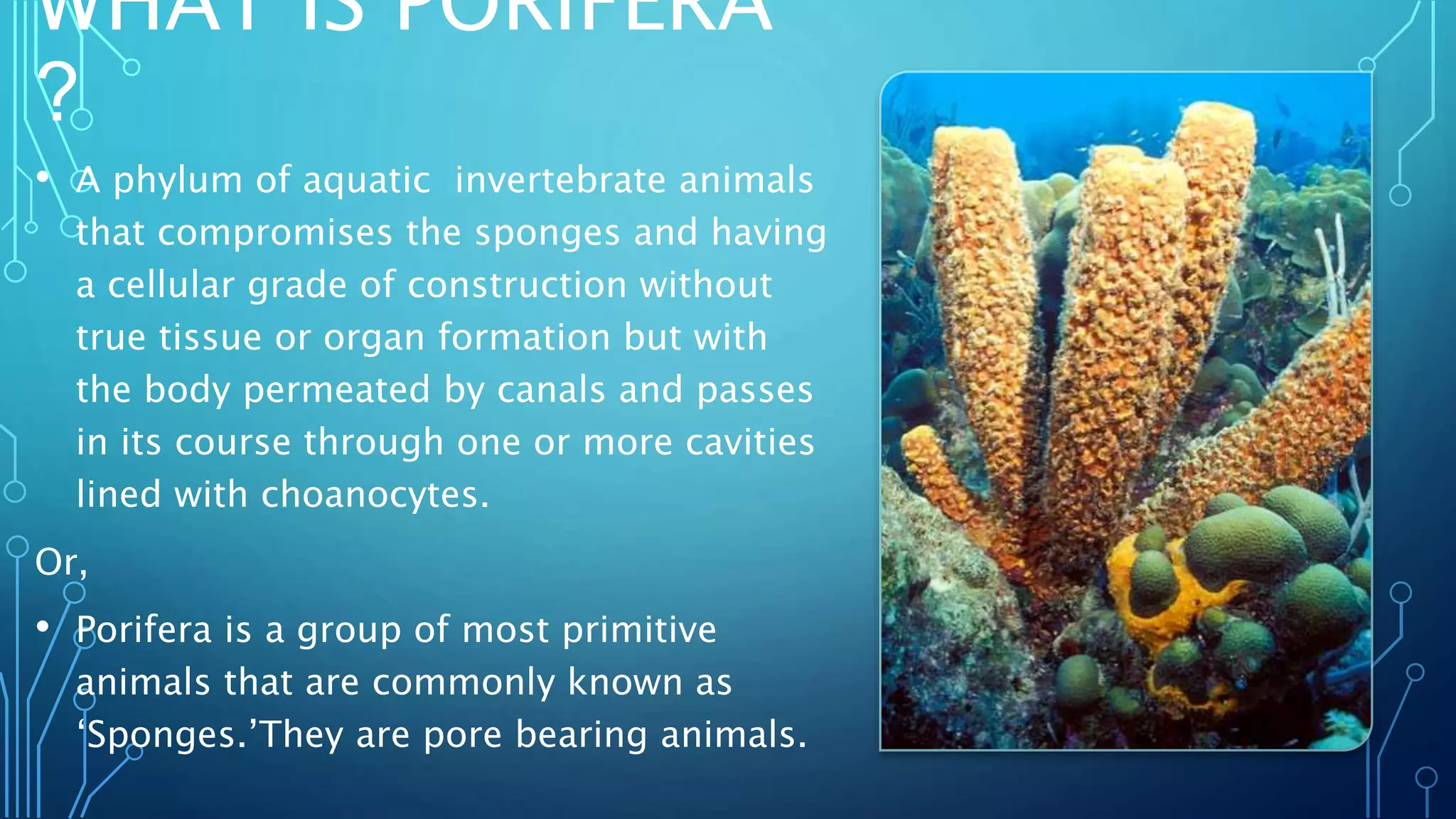 Porifera | PPT
