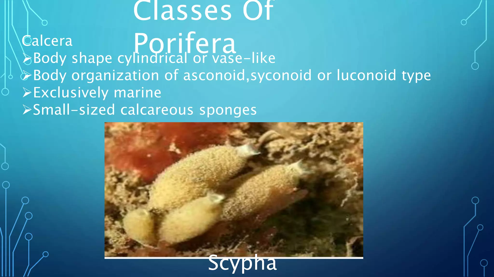 Porifera | PPT