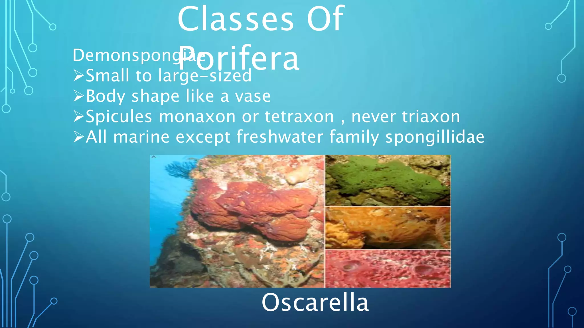 Porifera | PPT