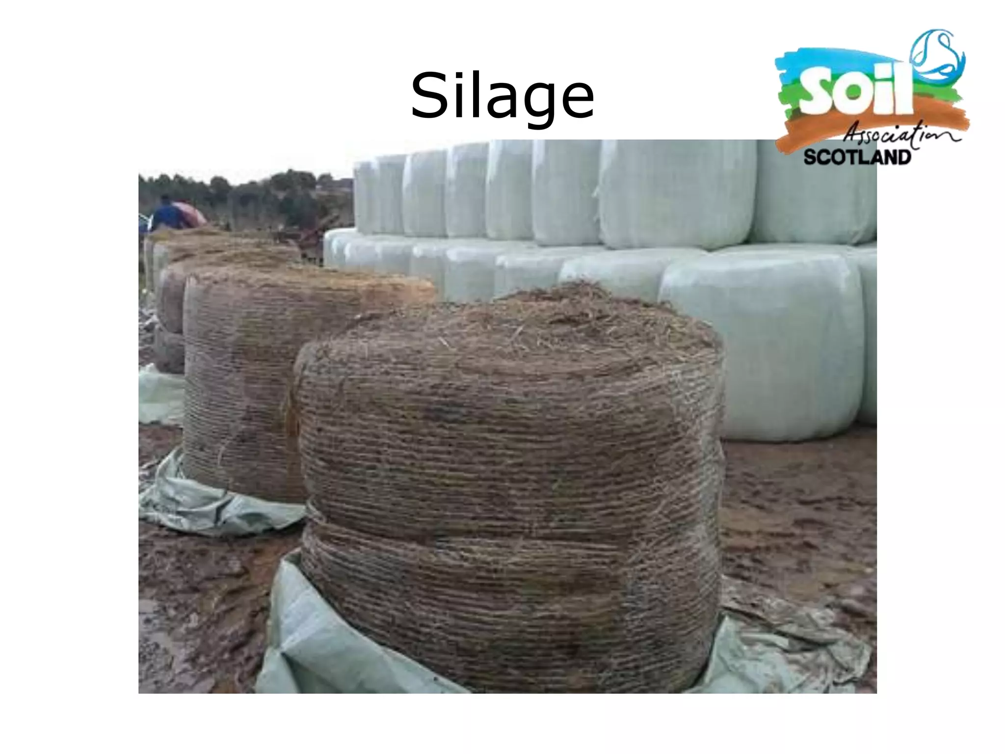 Presentation: Feeding Silage to Pigs | PPT