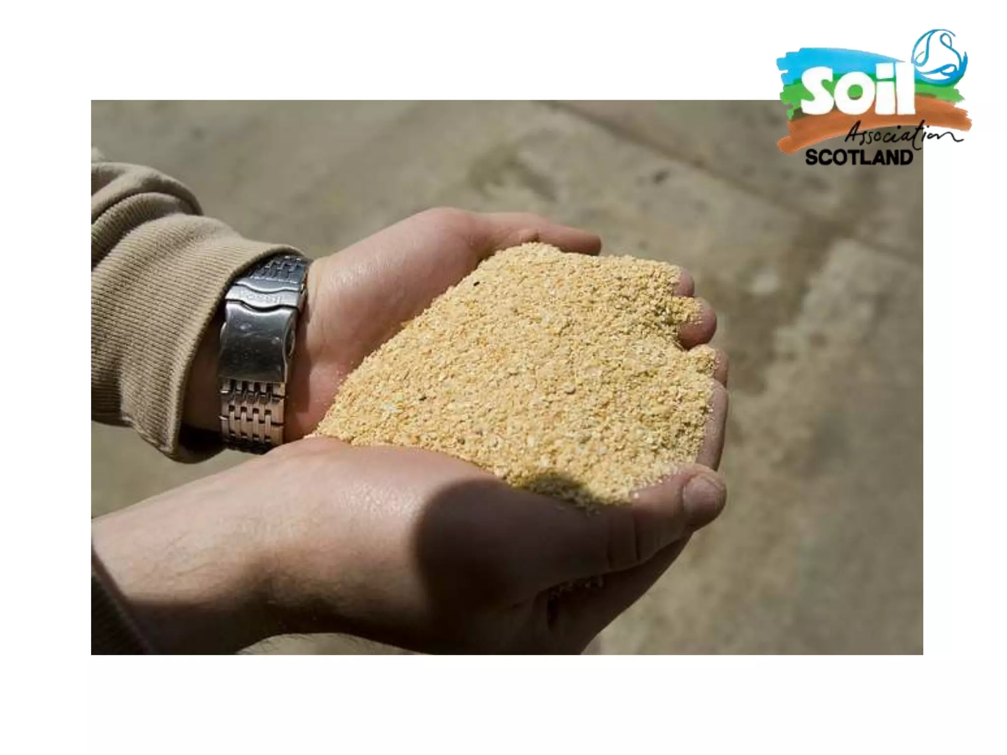 Presentation: Feeding Silage to Pigs | PPT