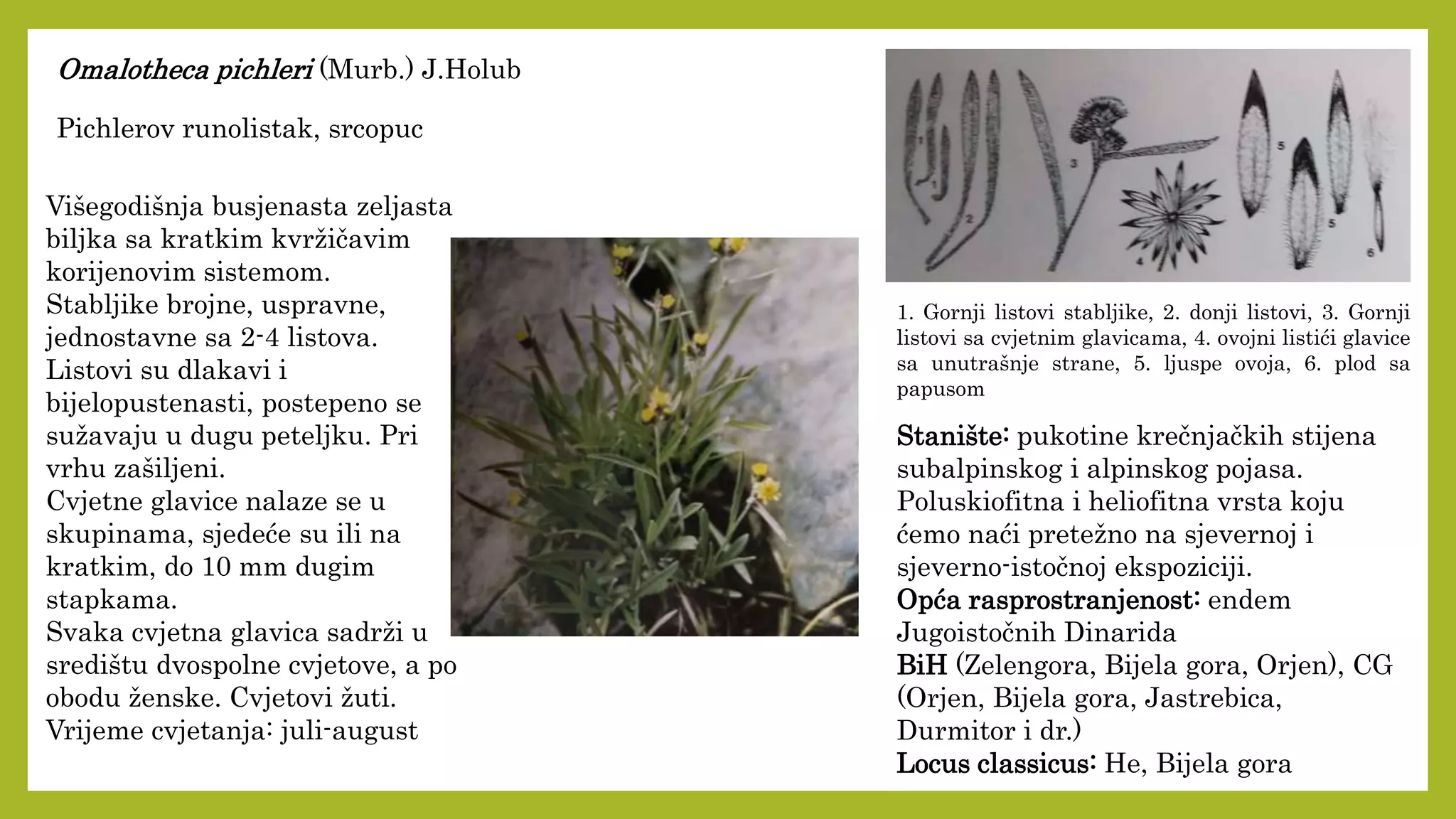 Porodica Asteraceae (Compositae) | PPTX