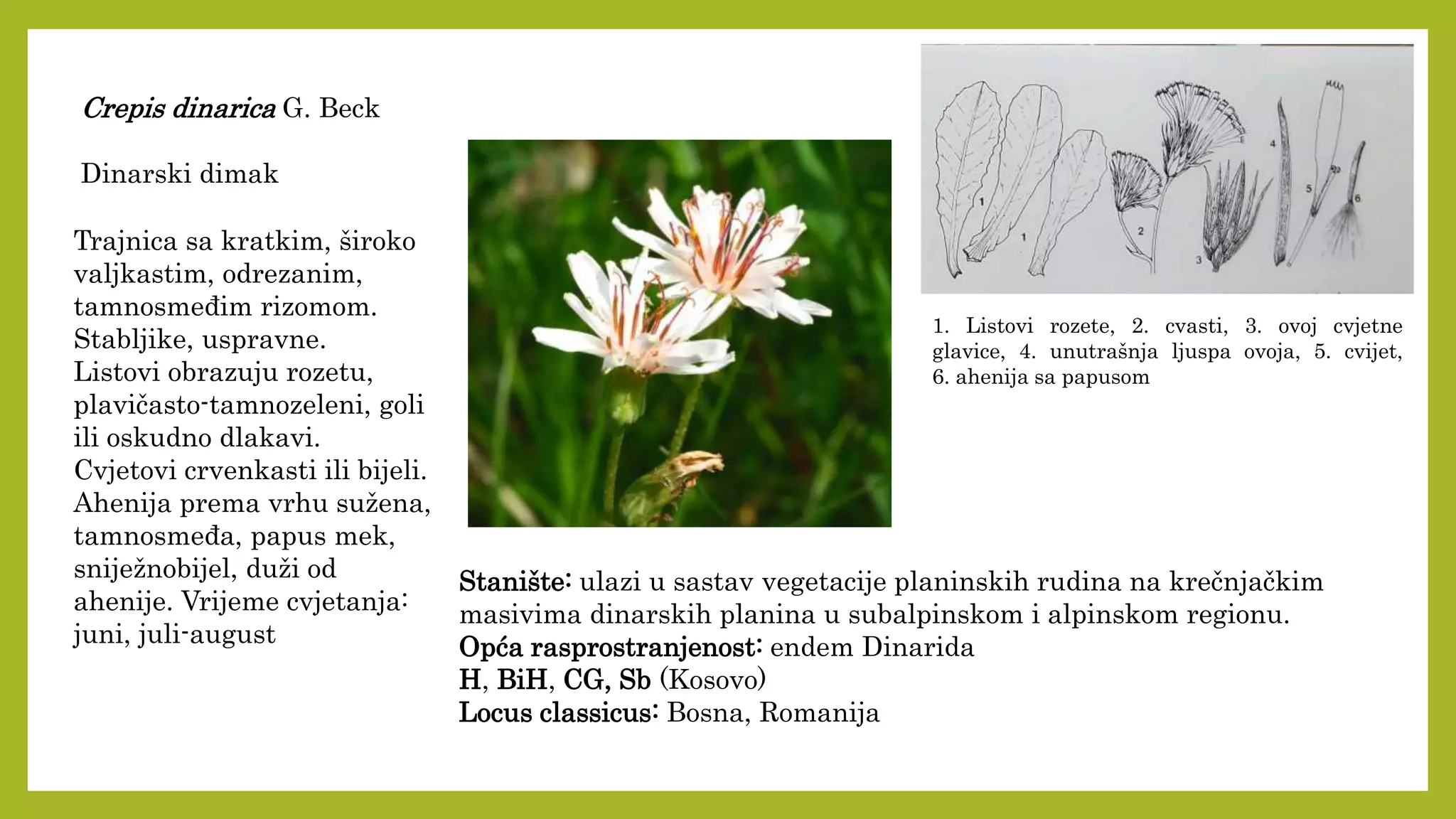 Porodica Asteraceae (Compositae) | PPTX