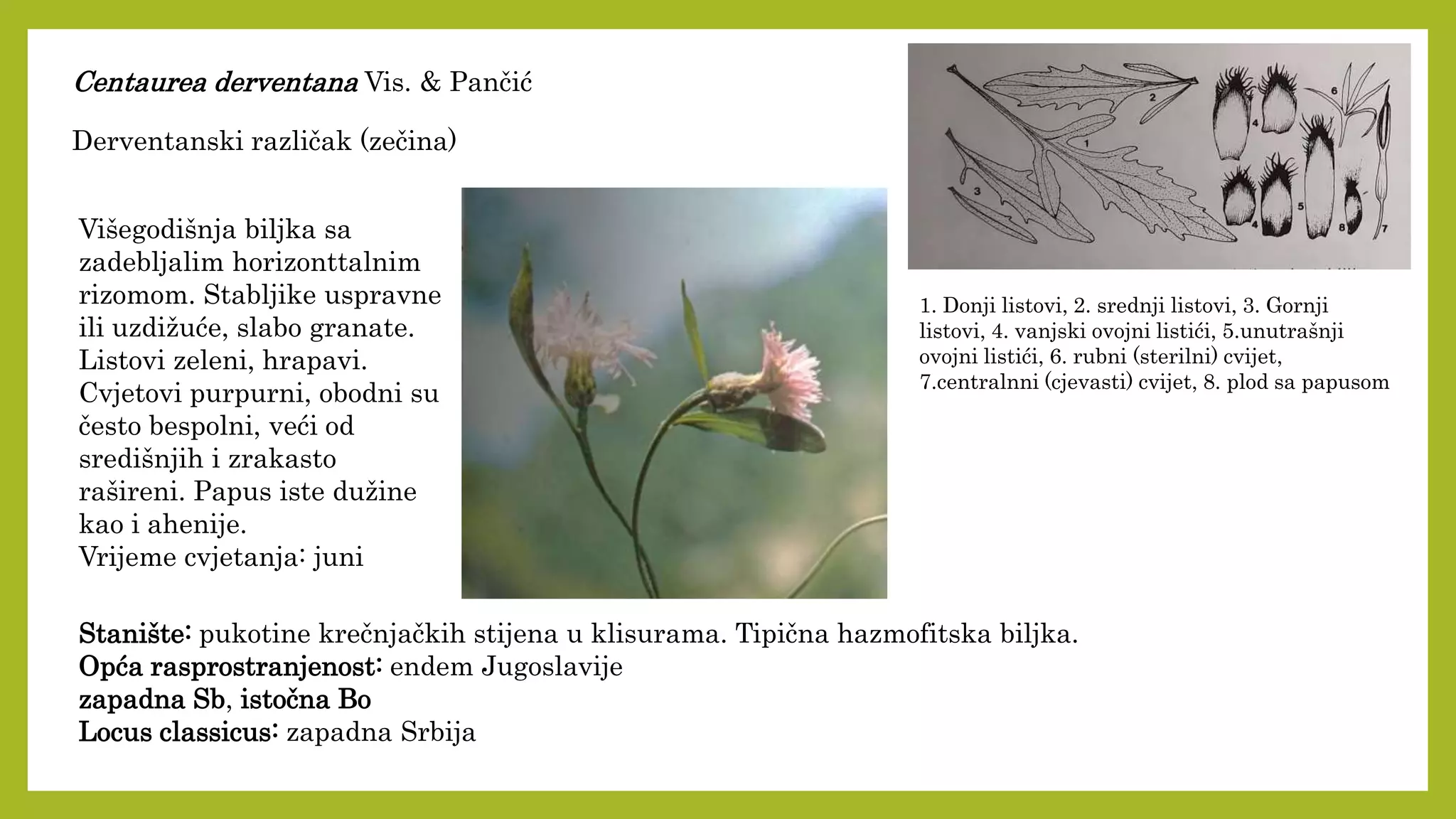 Porodica Asteraceae (Compositae) | PPTX