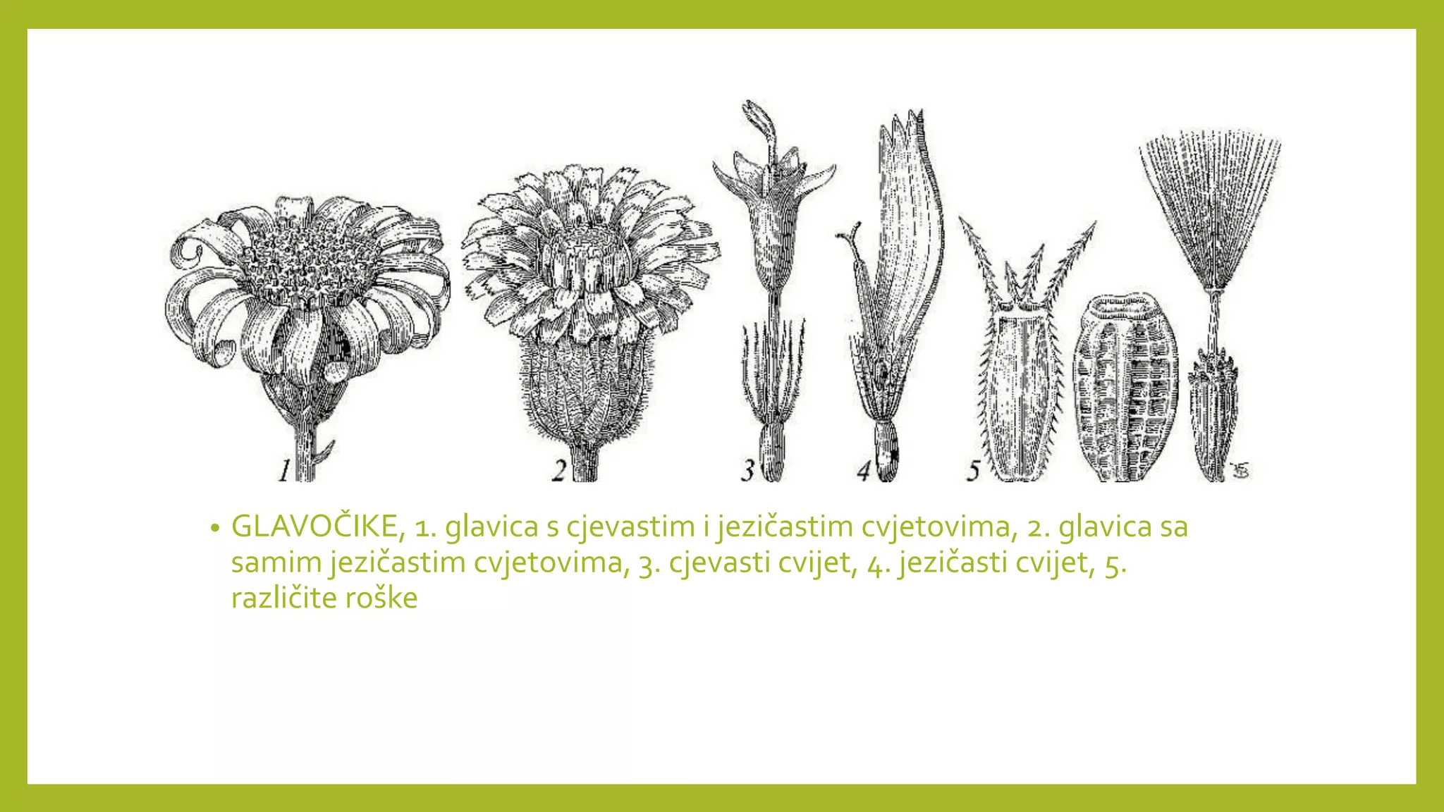 Porodica Asteraceae (Compositae) | PPTX