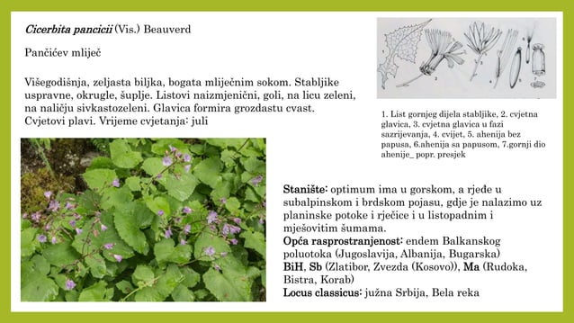 Porodica Asteraceae (Compositae) | PPTX