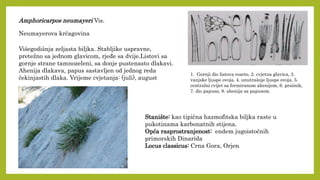 Porodica Asteraceae (Compositae) | PPTX