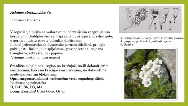 Porodica Asteraceae (Compositae) | PPTX