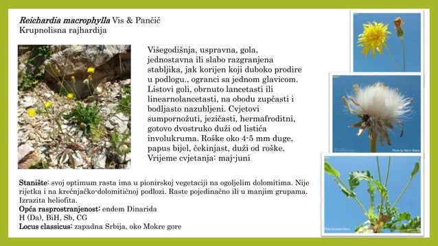 Porodica Asteraceae (Compositae) | PPTX