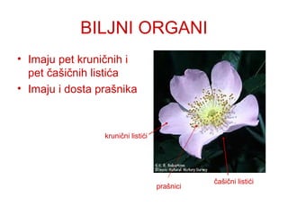 Porodica ruza | PPT