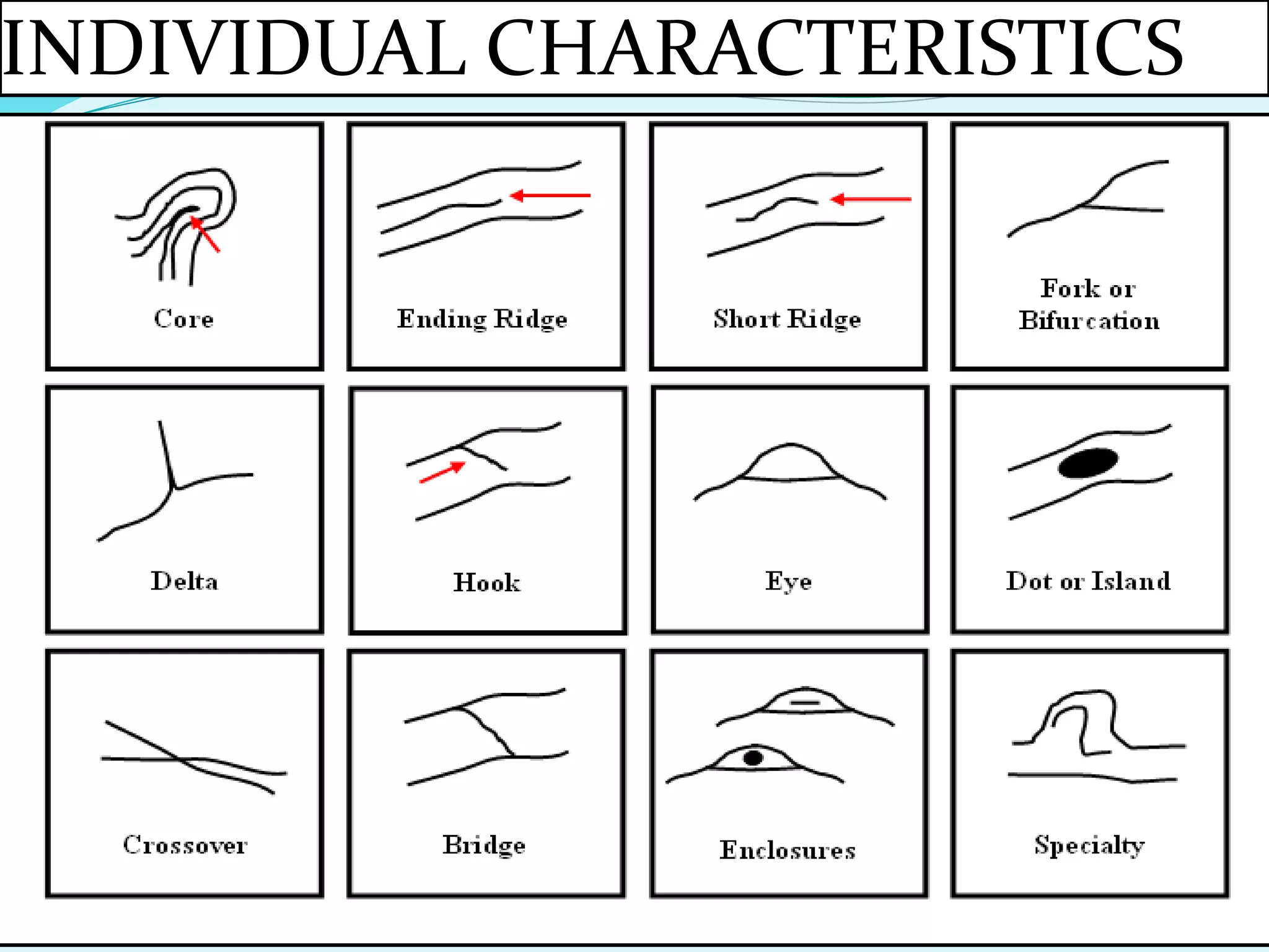 Poroscopy and edgeoscopy | PPTX