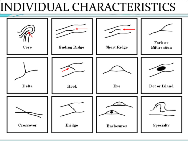 Poroscopy and edgeoscopy | PPTX