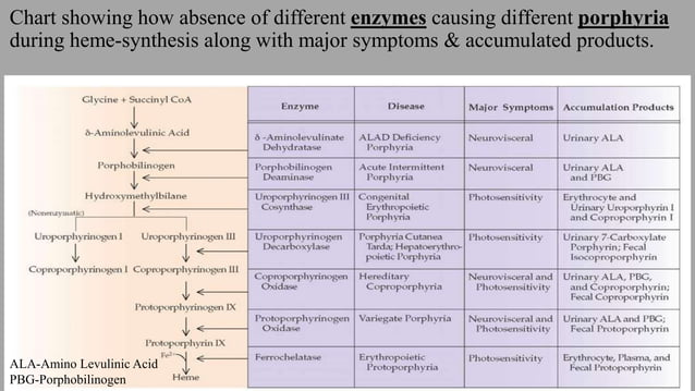 Porphyria | PPTX | Blood Disorders | Diseases and Conditions