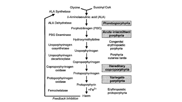 Porphyria - Diagnosis to Treatment | PPT