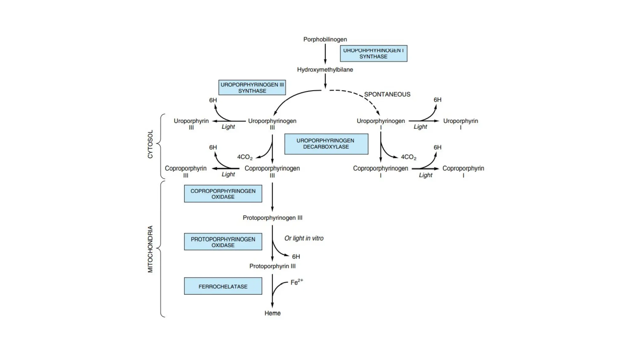 porphyria - Different types, clinical diagnosis | PPTX