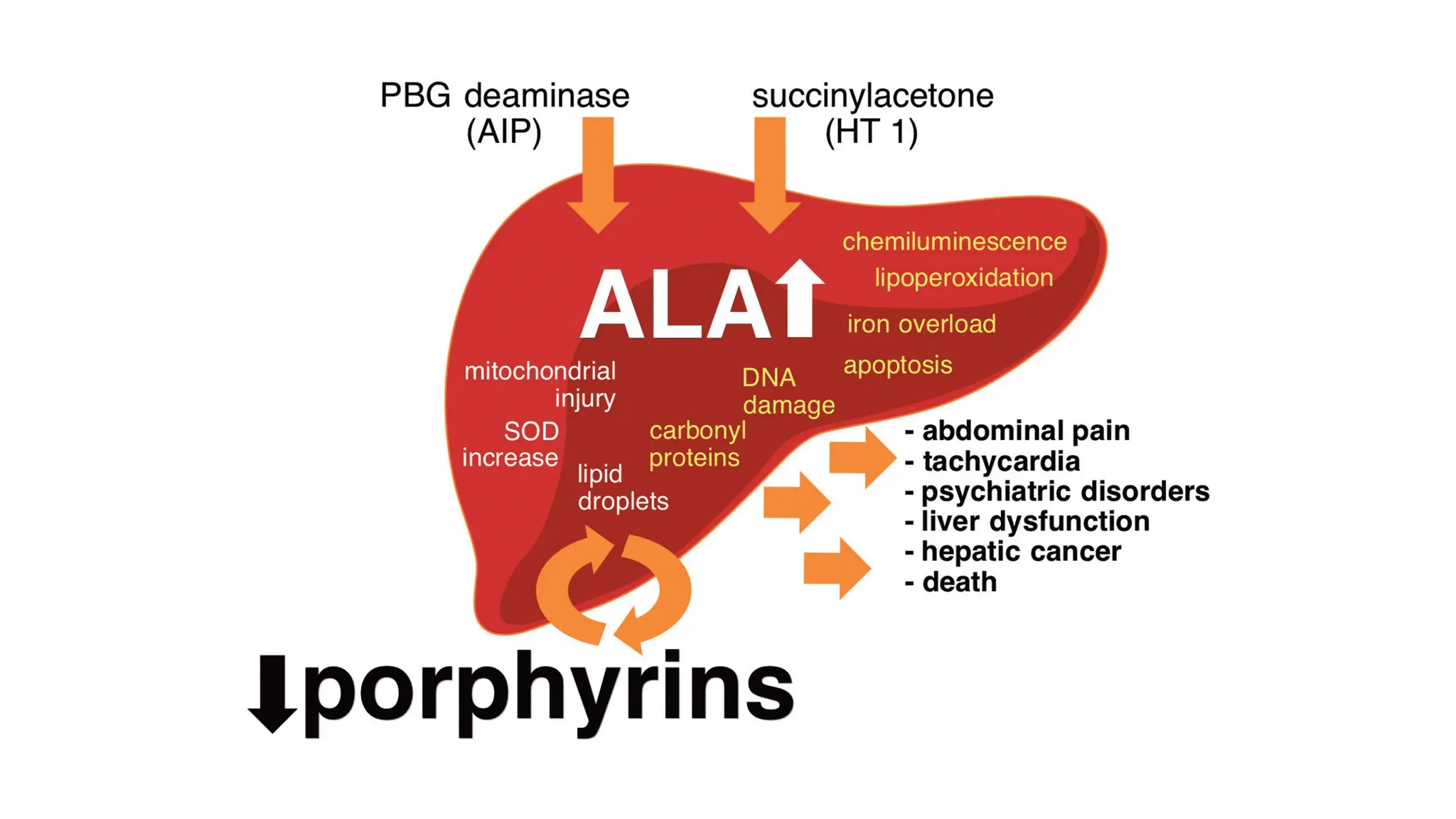 porphyria - Different types, clinical diagnosis | PPT