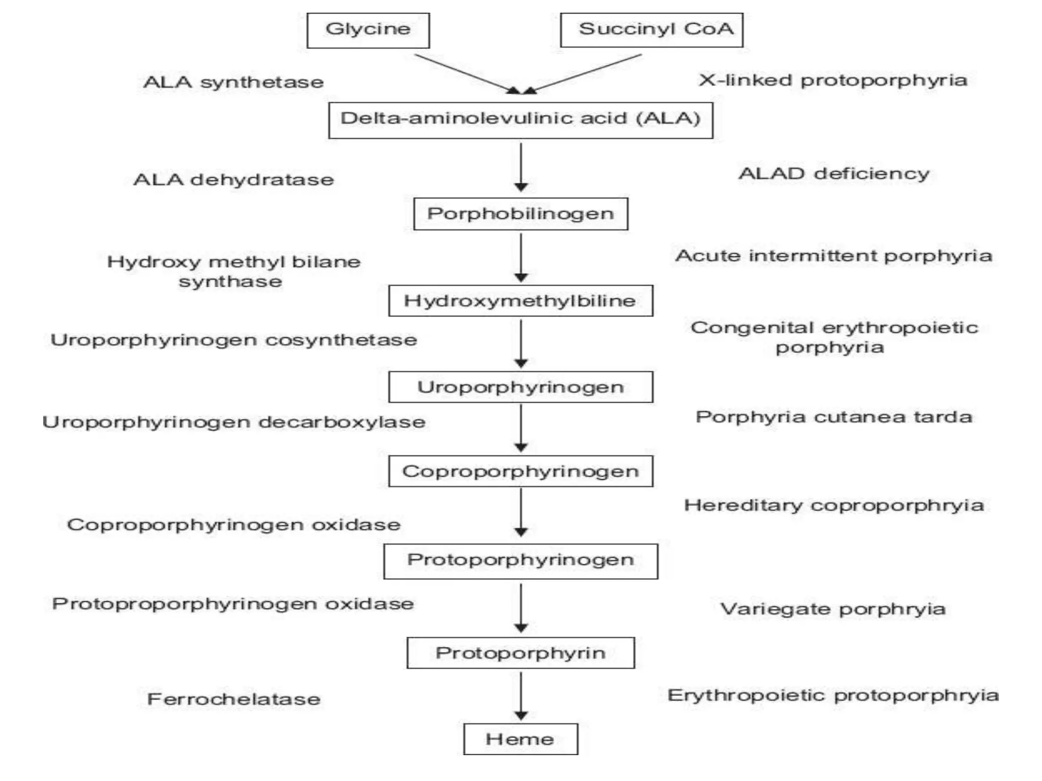 Porphyria the vampire disease | PPTX