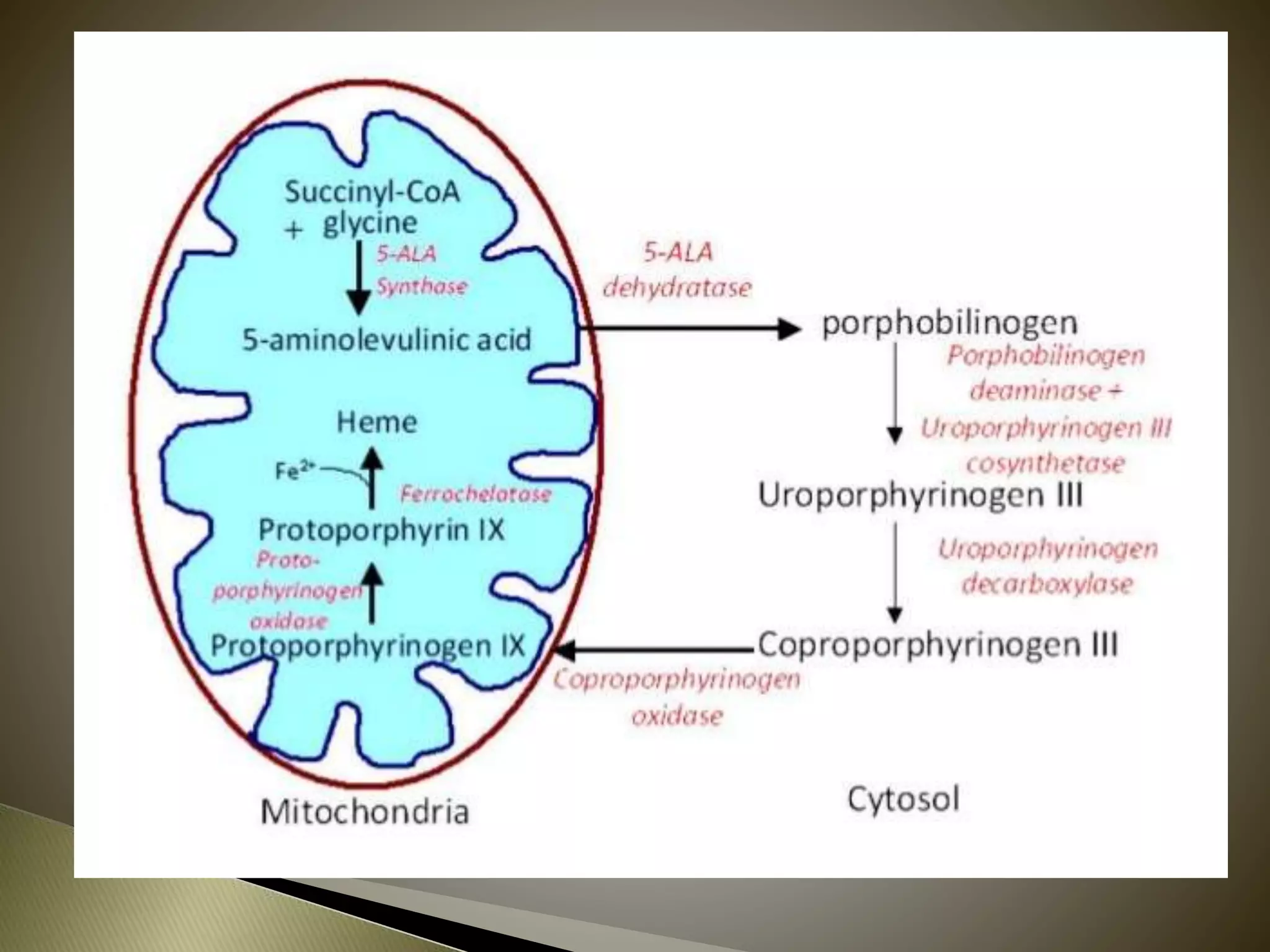 Porphyrias | PPT