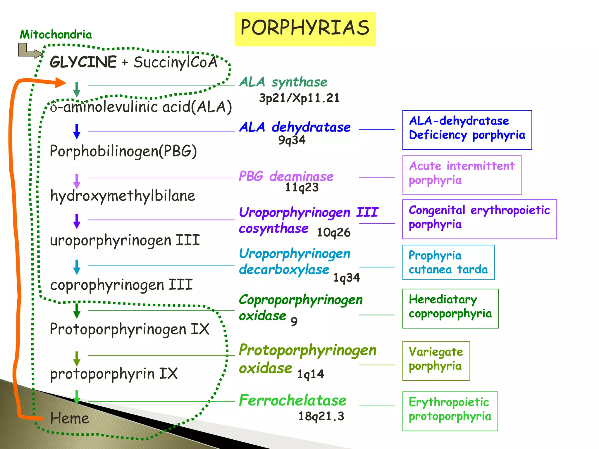 Porphyrias | PPT