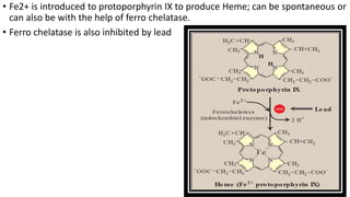 Porphyrin Metabolism | PPTX
