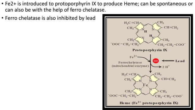 Porphyrin Metabolism | PPT