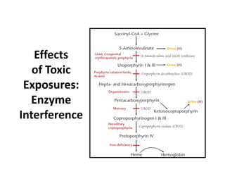 Porphyrins | PDF